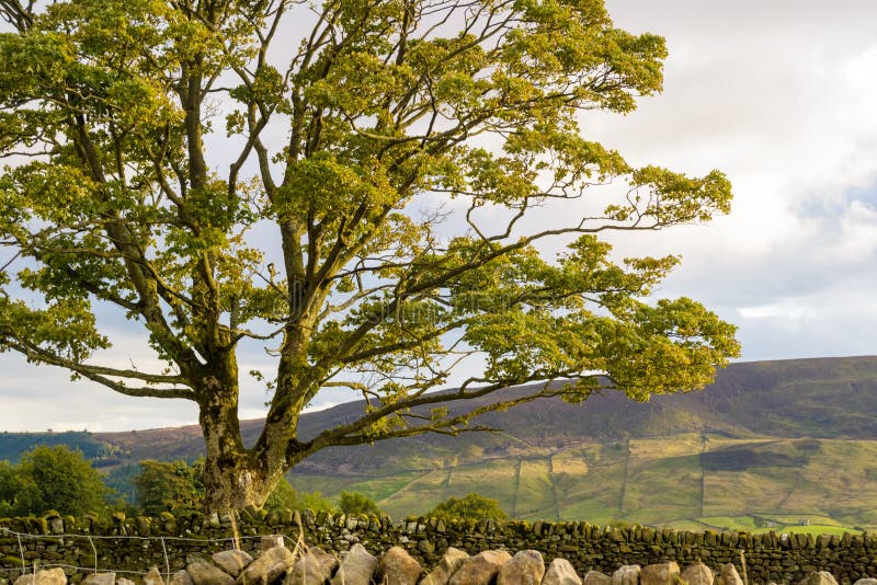Tree stock photo. Image of meadow, forest, scenery, scenic - 100064276