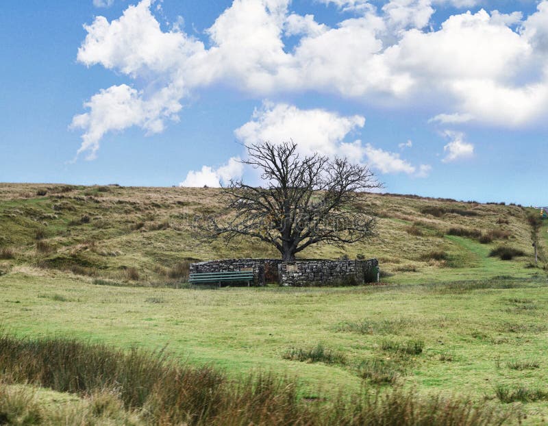 Tree in North Yorkshire Surrounded by Stone Walling Stock Image - Image ...