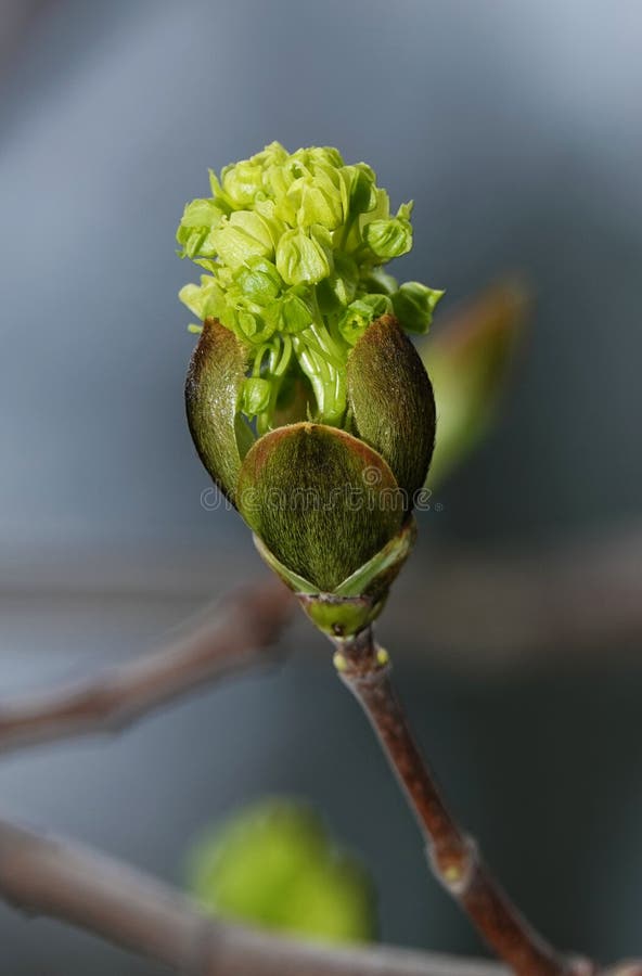 Norway Maple Tree Spring Flowering Stock Photo - Image of rays, russia ...