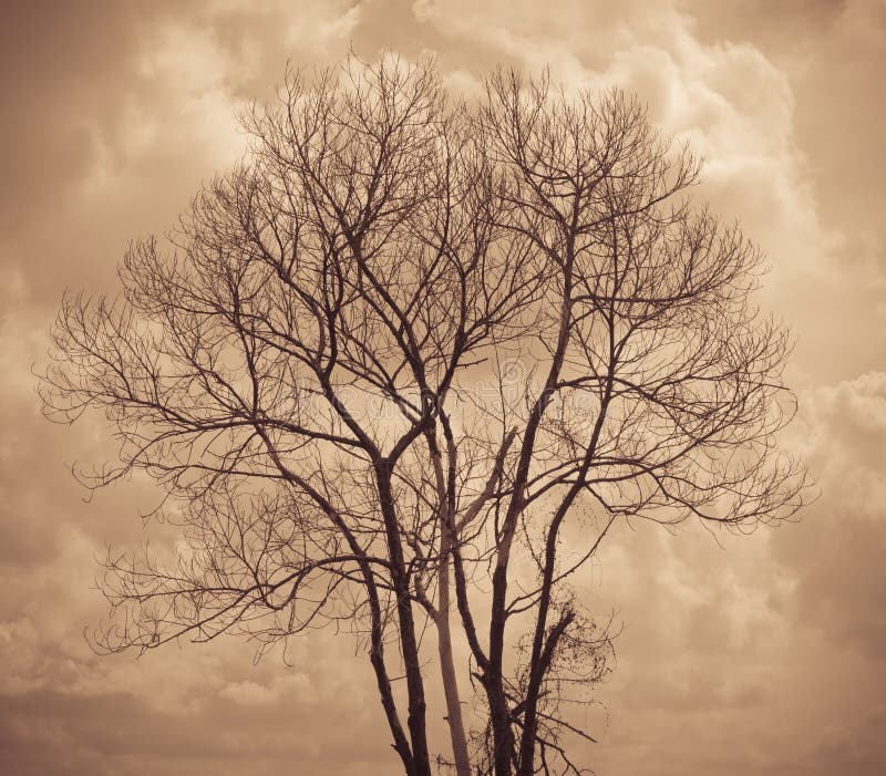 Tree is Not Leaves and Branch of Dead Tree with Dark Cloud Sky Stock ...
