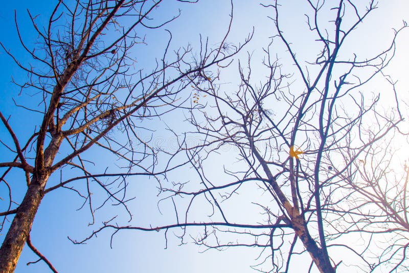 Tree is Not Leaves and Branch of Dead Tree with Vintage Style Ba Stock ...