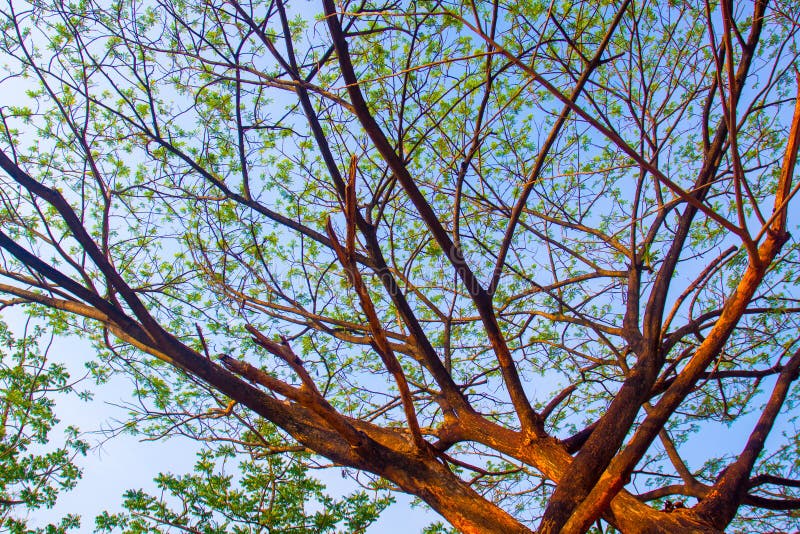 Tree is Not Leaves and Branch of Dead Tree with Vintage Style Stock ...