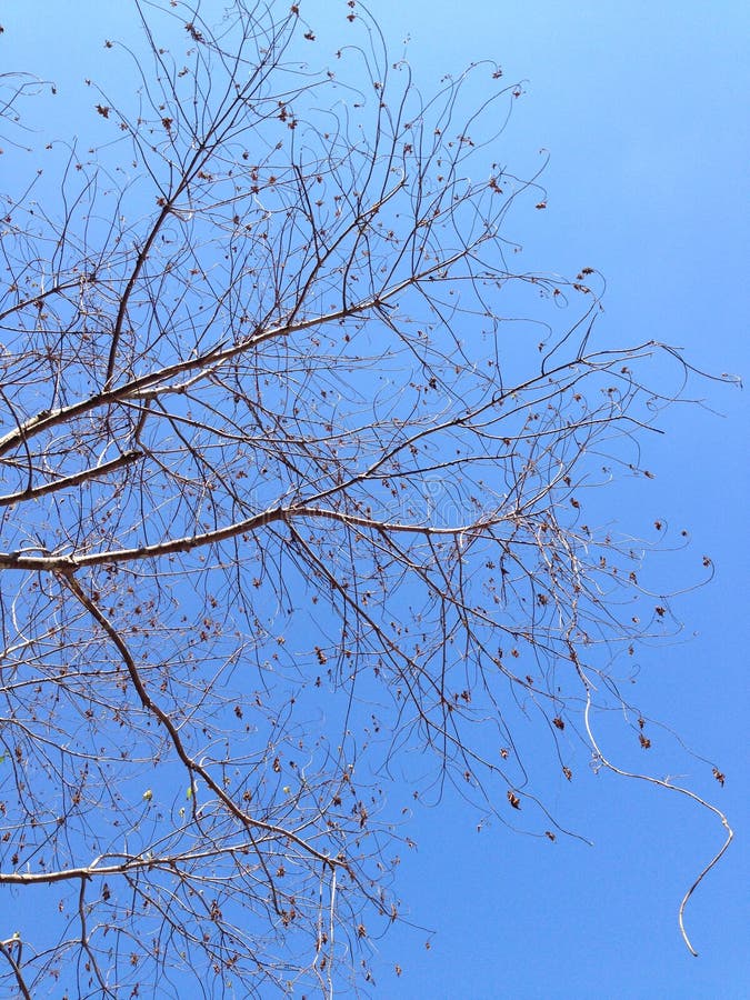 Tree is Not Leaves and Branch of Fall Leave Stock Photo - Image of ...