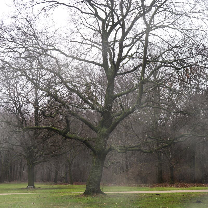 Tree in november stock photo. Image of mist, natural - 36605010