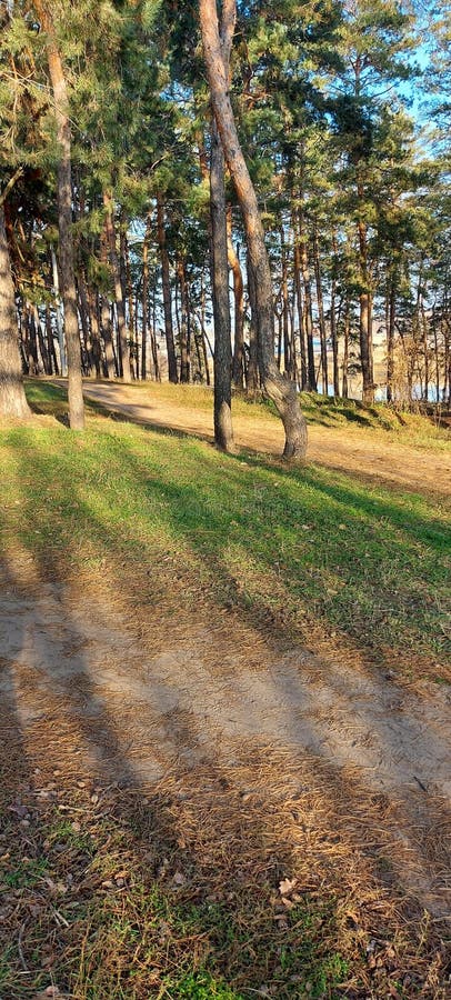 Tree november rain stock photo. Image of reflection - 238038954