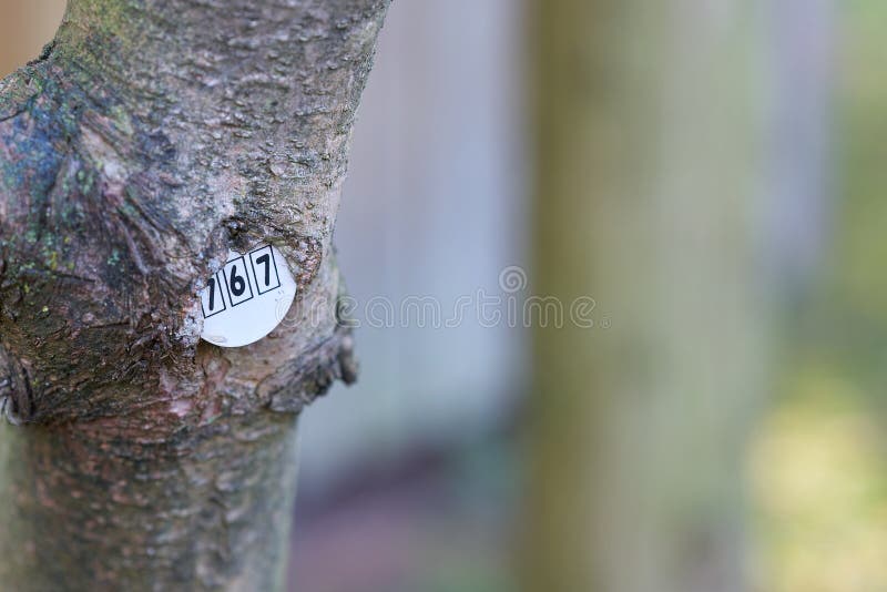 Tree Number Ingrown into Tree Bark with Text Space Stock Photo - Image ...