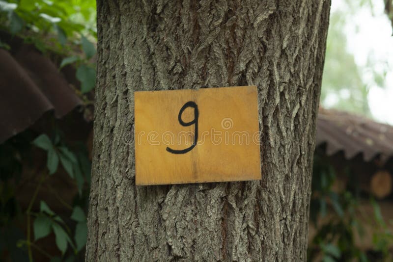 Tree Number Nine Has Been Chosen and Marked, Stock Image - Image of ...