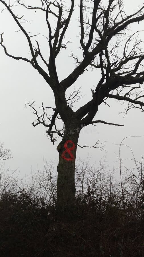 Tree number 8 on the road stock photo. Image of bush - 168634168