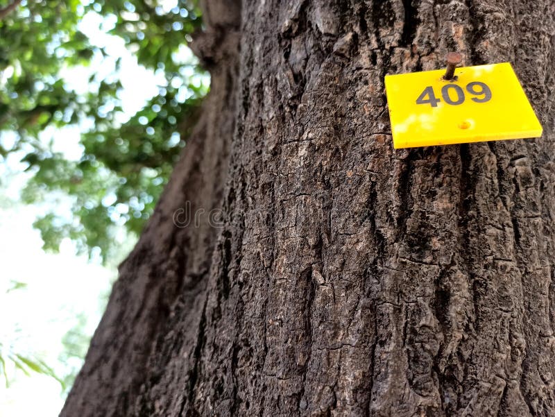 Tree Numbering Tag on Stem of a Tree Stock Photo - Image of plant ...