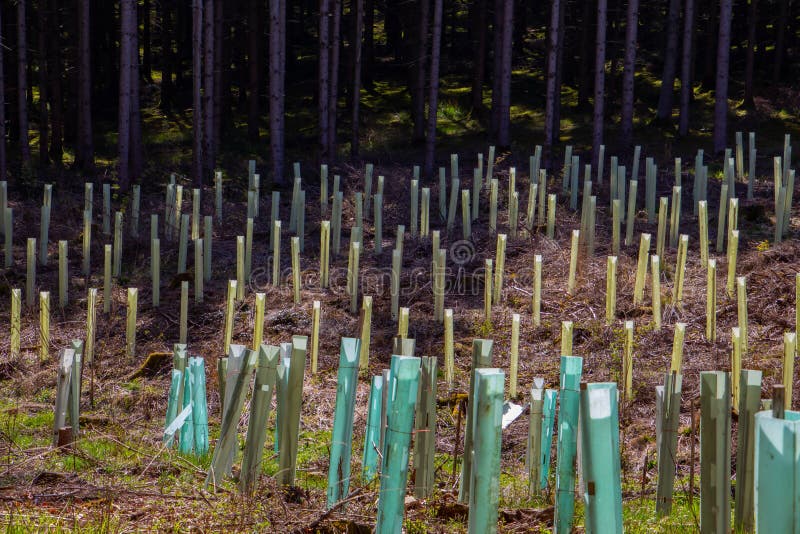 Tree Nursery in the Forest, Plastic Tubes Protecting Seedlings Stock ...