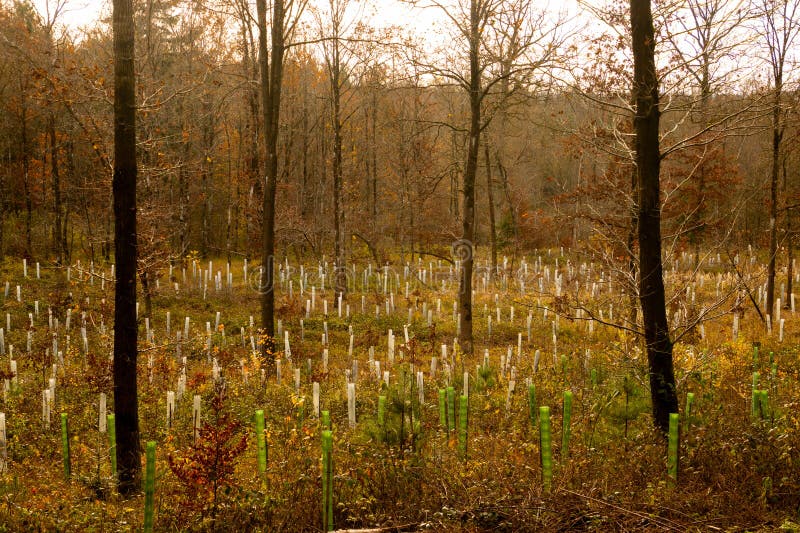 Tree Nursery in the Forest, Plastic Tubes Protecting Seedlings Stock ...