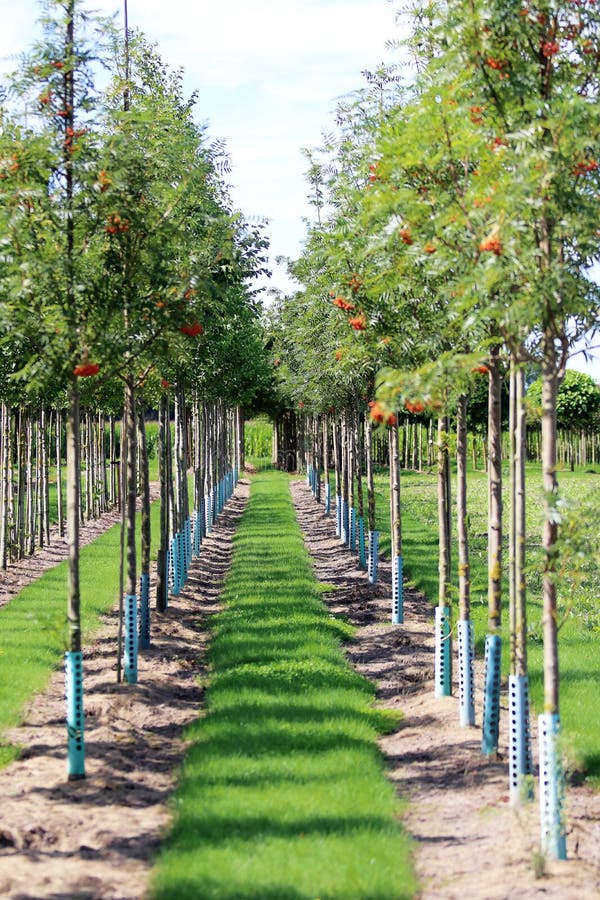 Tree nursery in line tree stock photo. Image of spring - 227976210