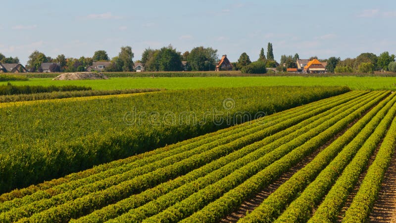Tree Nursery In The Netherlands Stock Photo - Image of farming, brabant ...