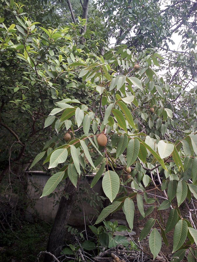 Tree of nut stock image. Image of nuttes, tree, green - 123404757