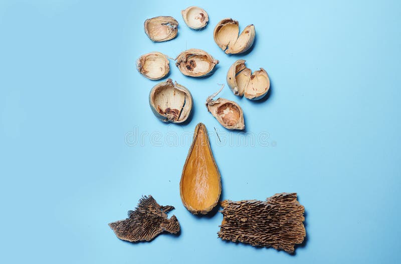 Tree nuts composition stock image. Image of garland - 108392717