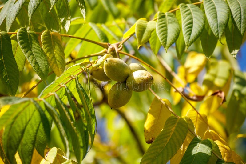 A Tree with Nuts Hanging from it Stock Image - Image of closeup, fresh ...