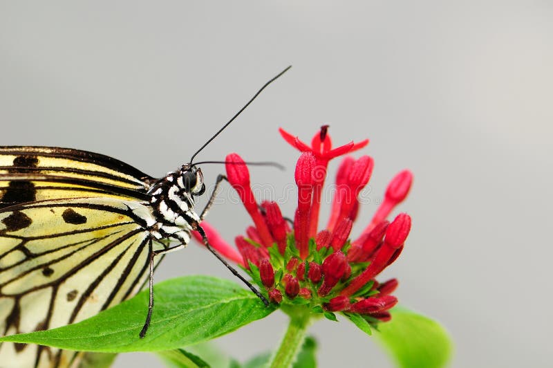 Tree Nymph Butterfly stock image. Image of flower, closeup - 24141573