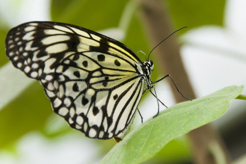 Tree Nymph Butterfly stock photo. Image of nymph, insect - 5773860