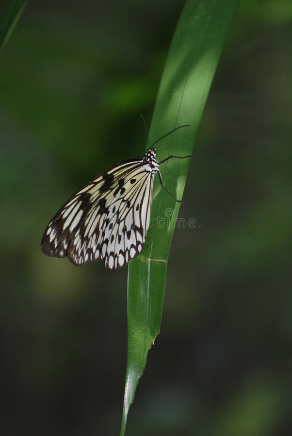 Tree Nymph Butterfly Clinging To a Green Leaf Stock Image - Image of ...