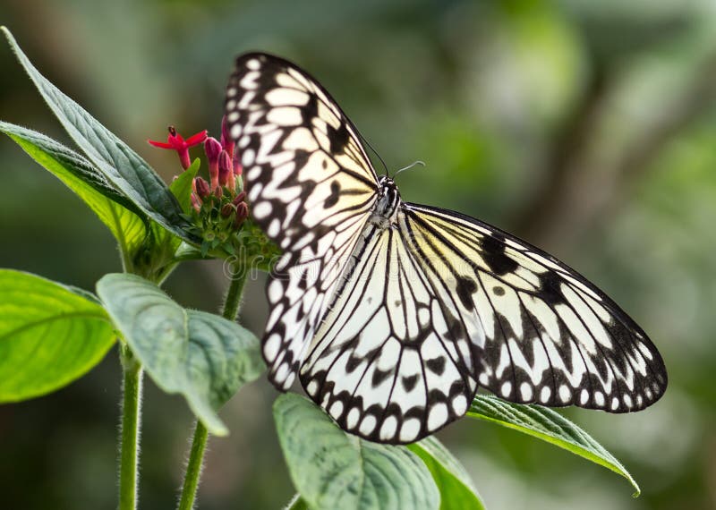 Butterfly on flower stock photo. Image of macro, green - 57783222