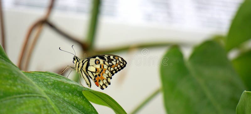 Tree nymph butterfly stock photo. Image of nymph, large - 90829886