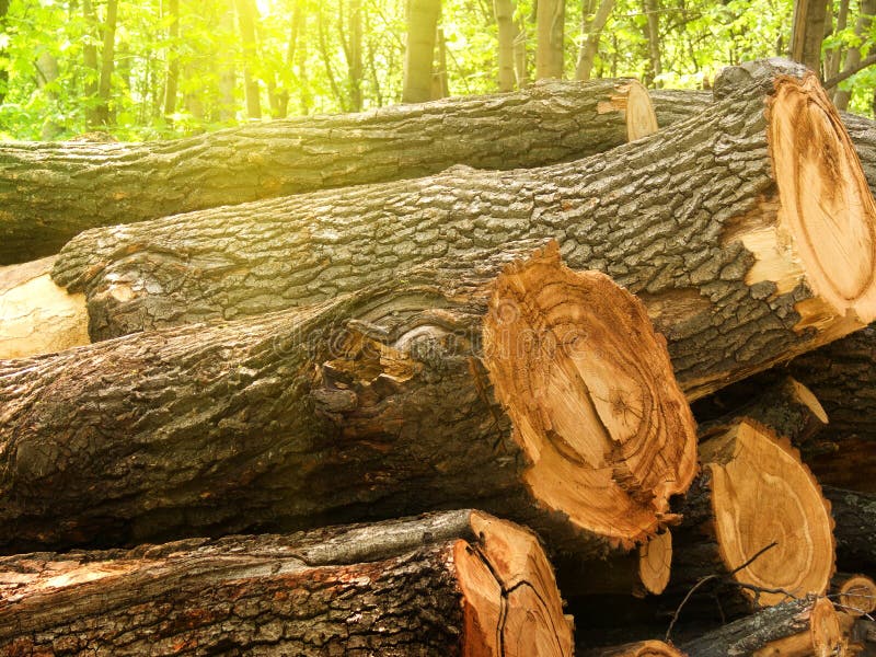 Tree oak cut stock image. Image of bright, landscape - 11993973