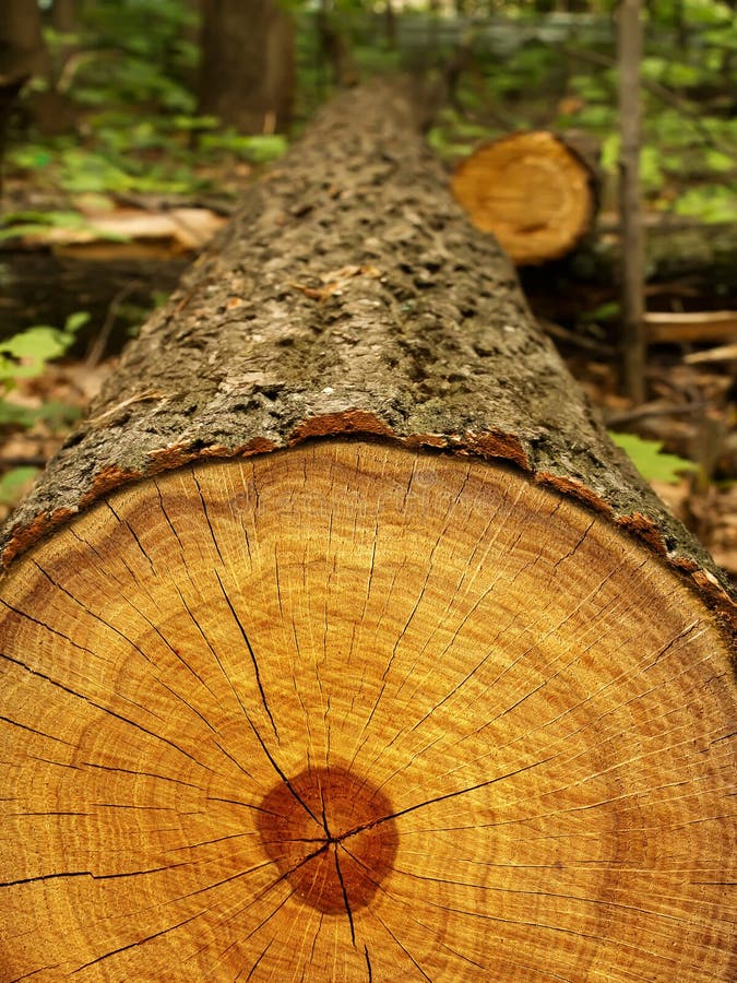 Tree oak cut stock image. Image of nature, ring, destruction - 14613655