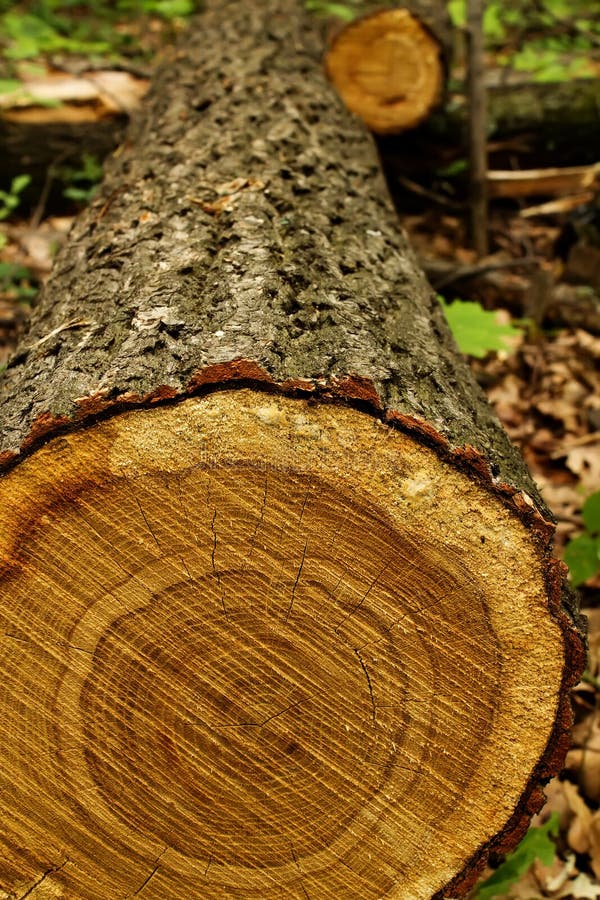 Tree Oak Cut Picture. Image: 14898655