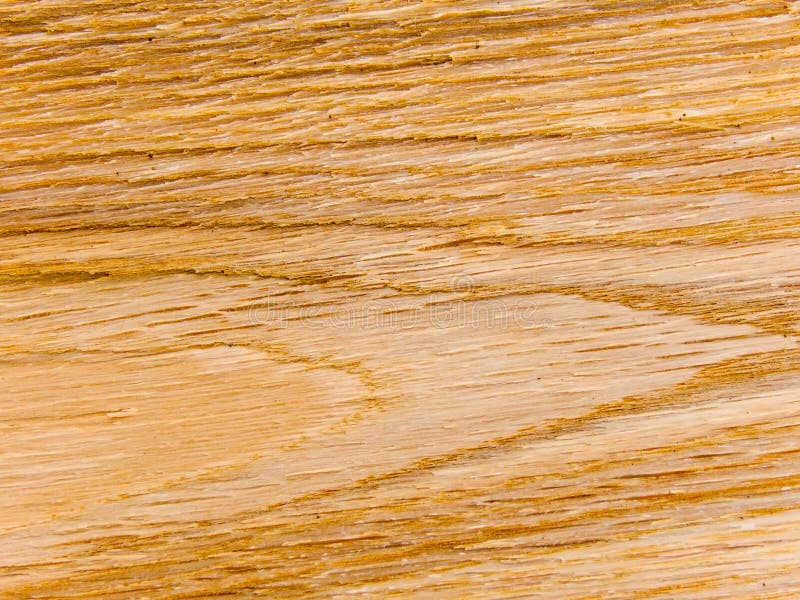 Tree an Oak Internal a Structure Stock Image - Image of fibre, nature ...