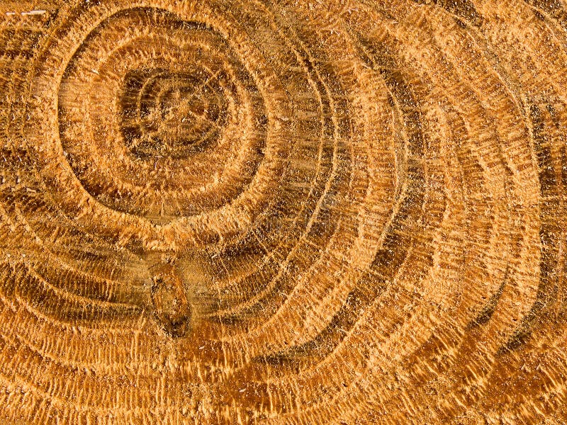 Tree An Oak Internal A Structure Stock Image - Image of tree, structure ...