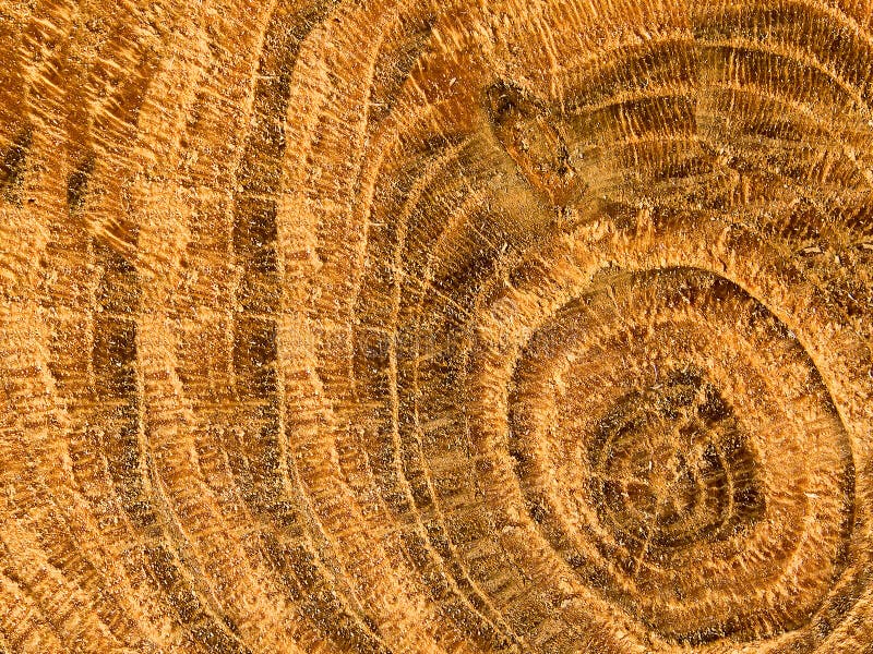 Tree an Oak Internal a Structure Stock Photo - Image of internal, rings ...