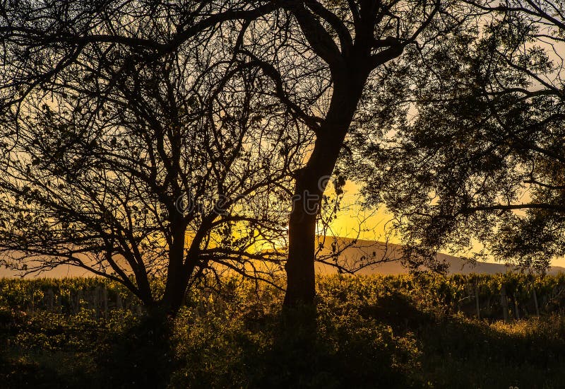 Tree an oak on sunset stock photo. Image of outdoor - 149934984