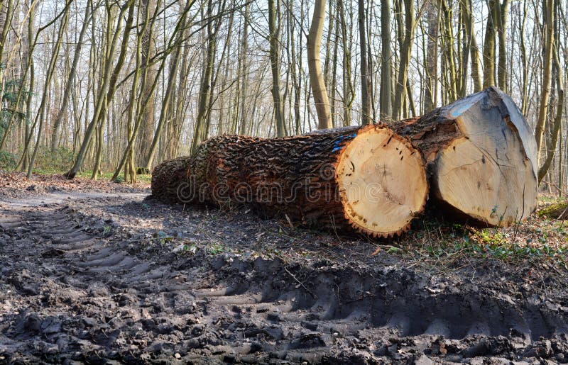 Tree oak trunks cut stock photo. Image of dirty, damage - 107759926
