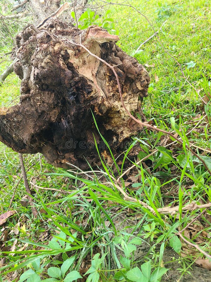 The Rotten Limb of a Tree Finally Fell Stock Image - Image of caused ...