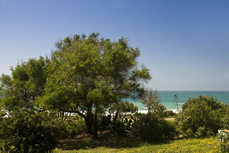 Tree and ocean stock image. Image of panoramic, travel - 15041755
