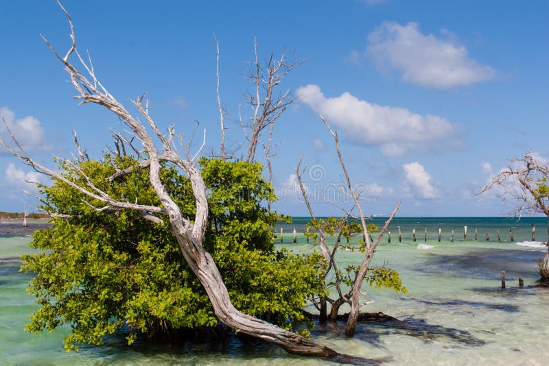 Tree in the ocean stock image. Image of scenic, coast - 29137123