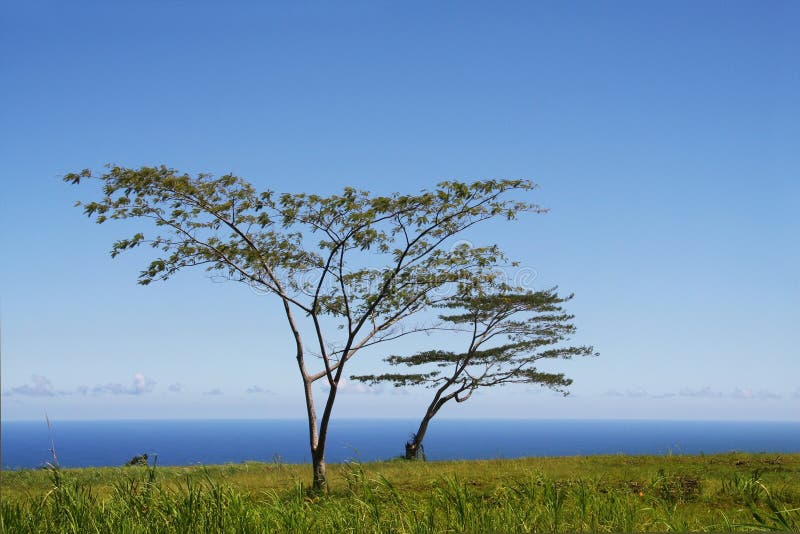 Tree by the ocean stock photo. Image of green, calmness - 4388334
