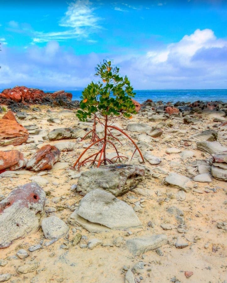 A tree in the ocean stock image. Image of cloud, cape - 267622649