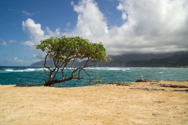 A tree by the ocean stock photo. Image of sand, beautiful - 240568246