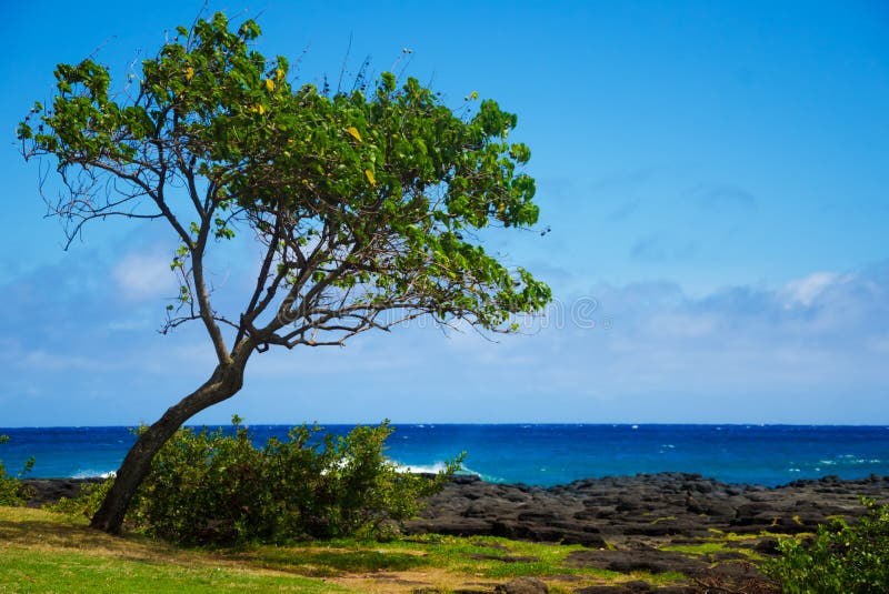 Tree by the ocean stock image. Image of nature, tropical - 32724121
