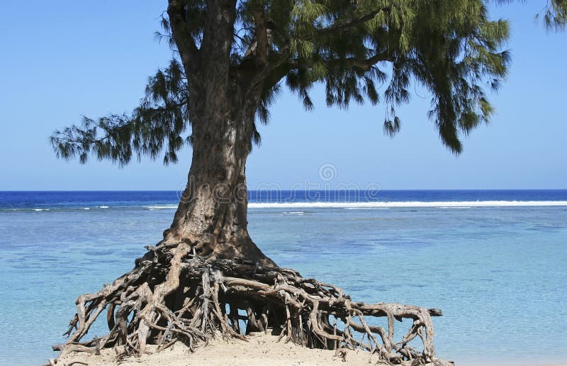 Tree and ocean stock photo. Image of plant, tree, trunk - 38819326