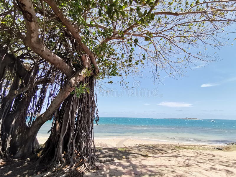Tree and Ocean View @ Noumea, New Caledonia Stock Photo - Image of view ...