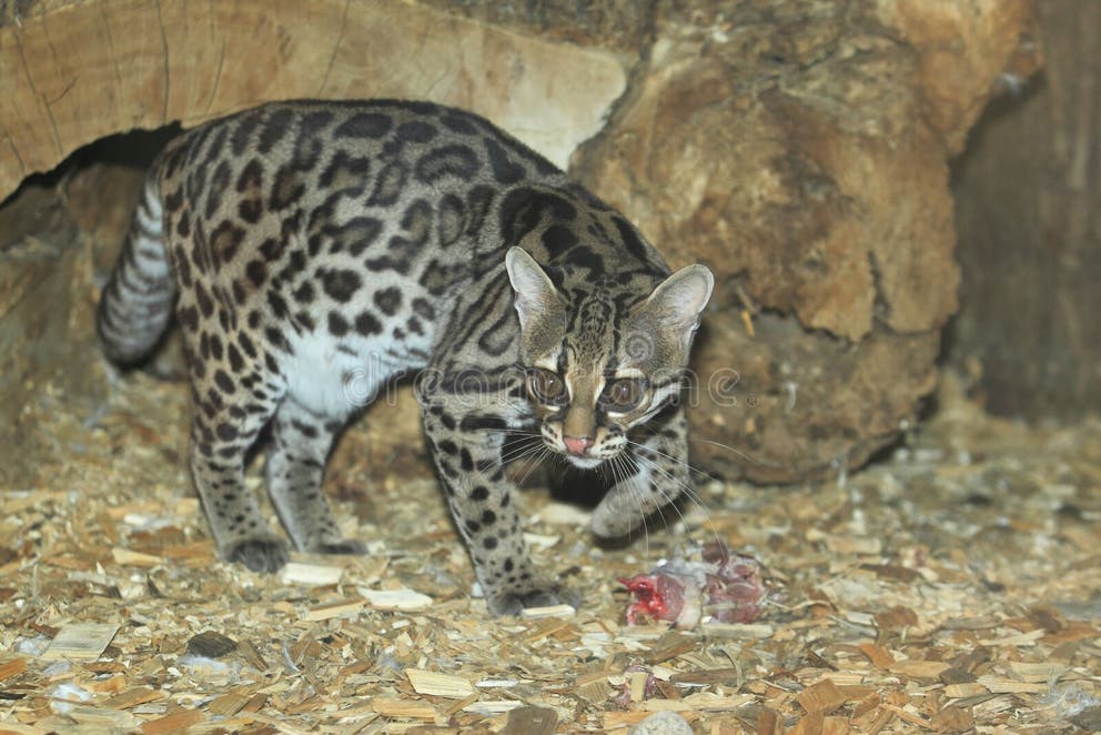 Tree ocelot stock image. Image of mammal, adult, animal - 64289185