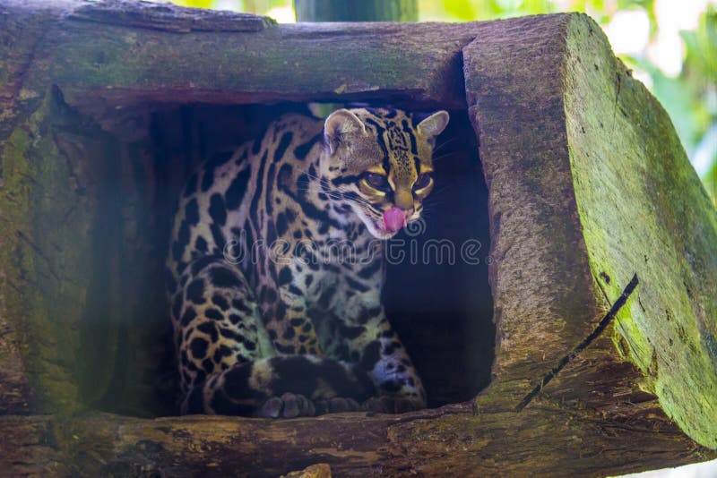 Tree Ocelot Leopardus Wiedii Stock Photo - Image of habitat, golden ...