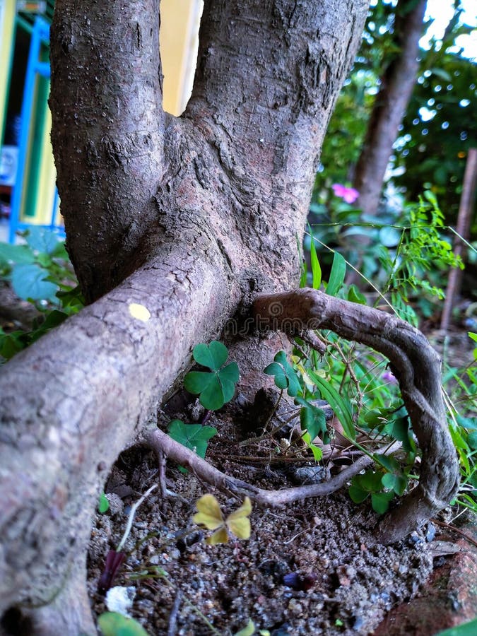 A Tree with Strange Twisted Roots Stock Image - Image of oddly, yard ...