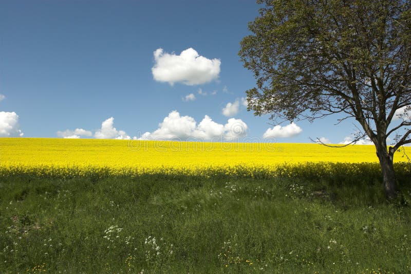 Tree and oil fields stock photo. Image of cloudy, diesel - 5089516