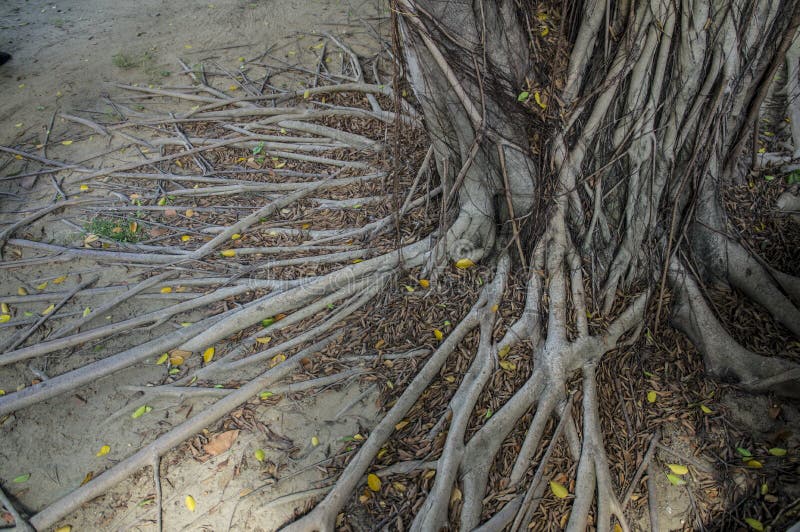 Tree Old Ages Root Branches Ground Concept Stock Photos - Free ...