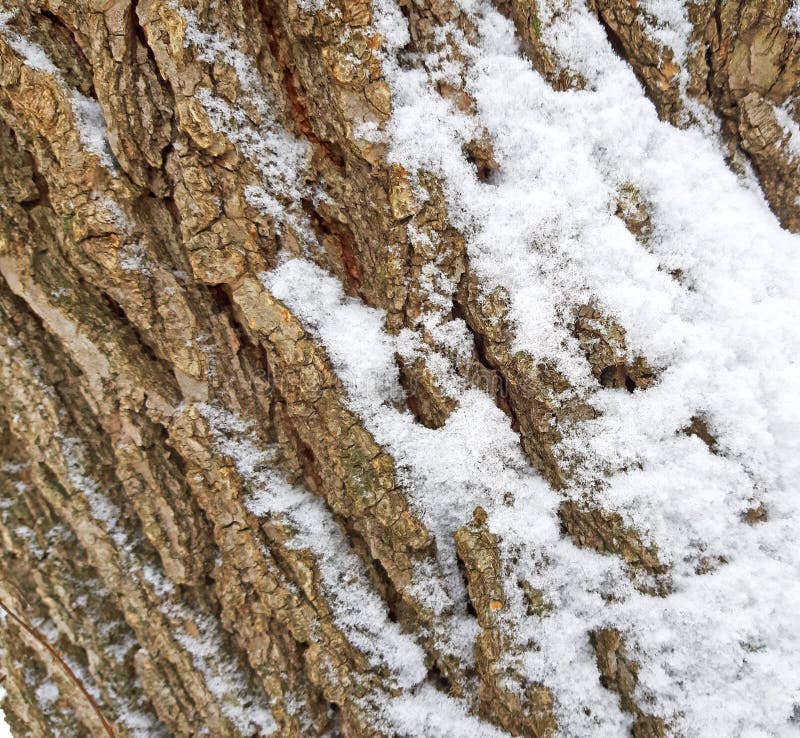 5,252 Tree Bark Texture Snow Stock Photos - Free & Royalty-Free Stock ...