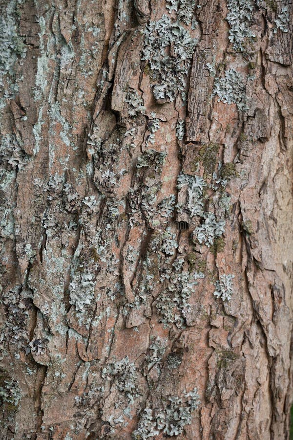 Tree with old flaky bark stock photo. Image of textured - 319397298