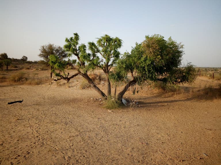 Tree stock image. Image of tree, rajasthan, sand, desert - 113771833